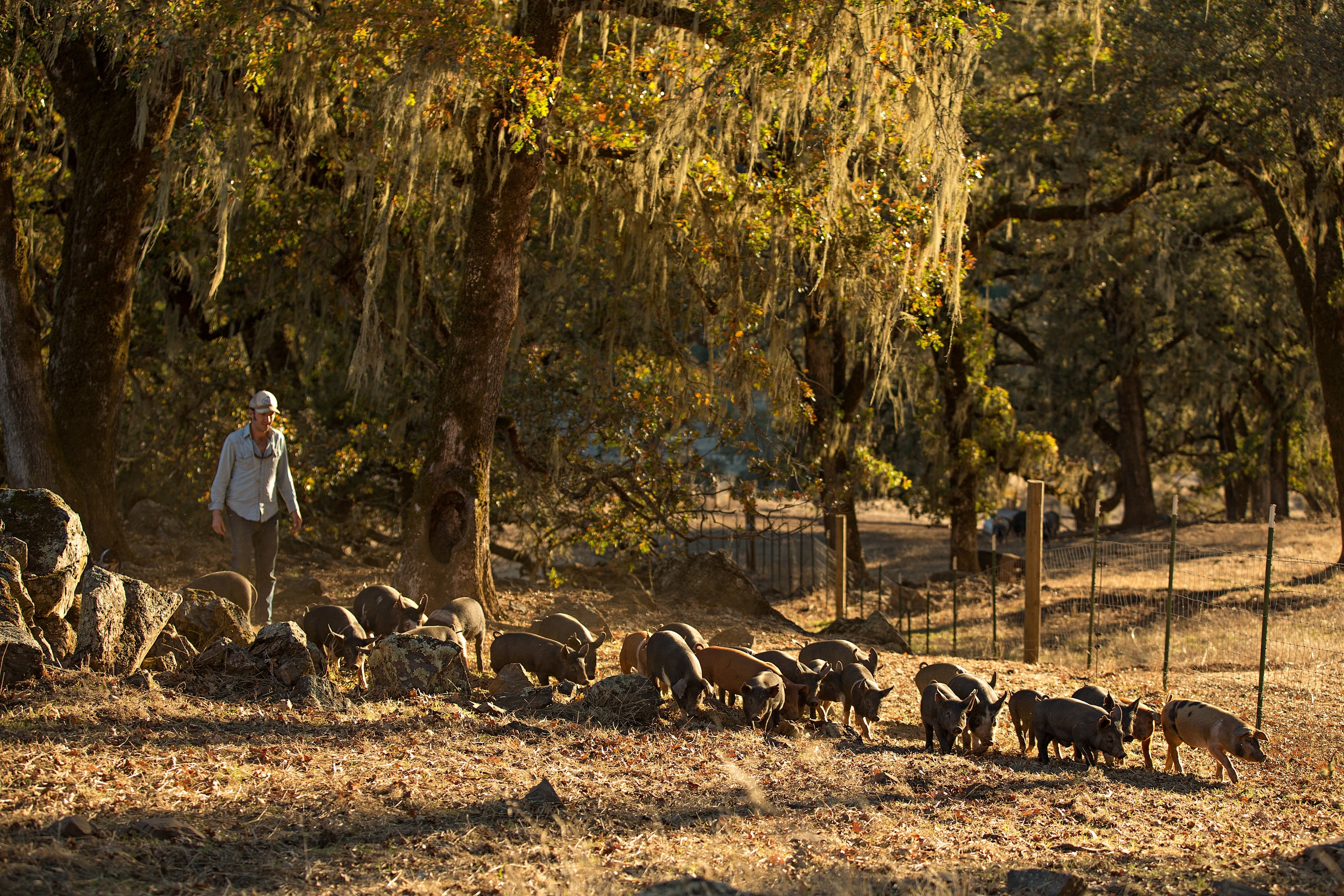 Drives to Savor in Sonoma | National Geographic