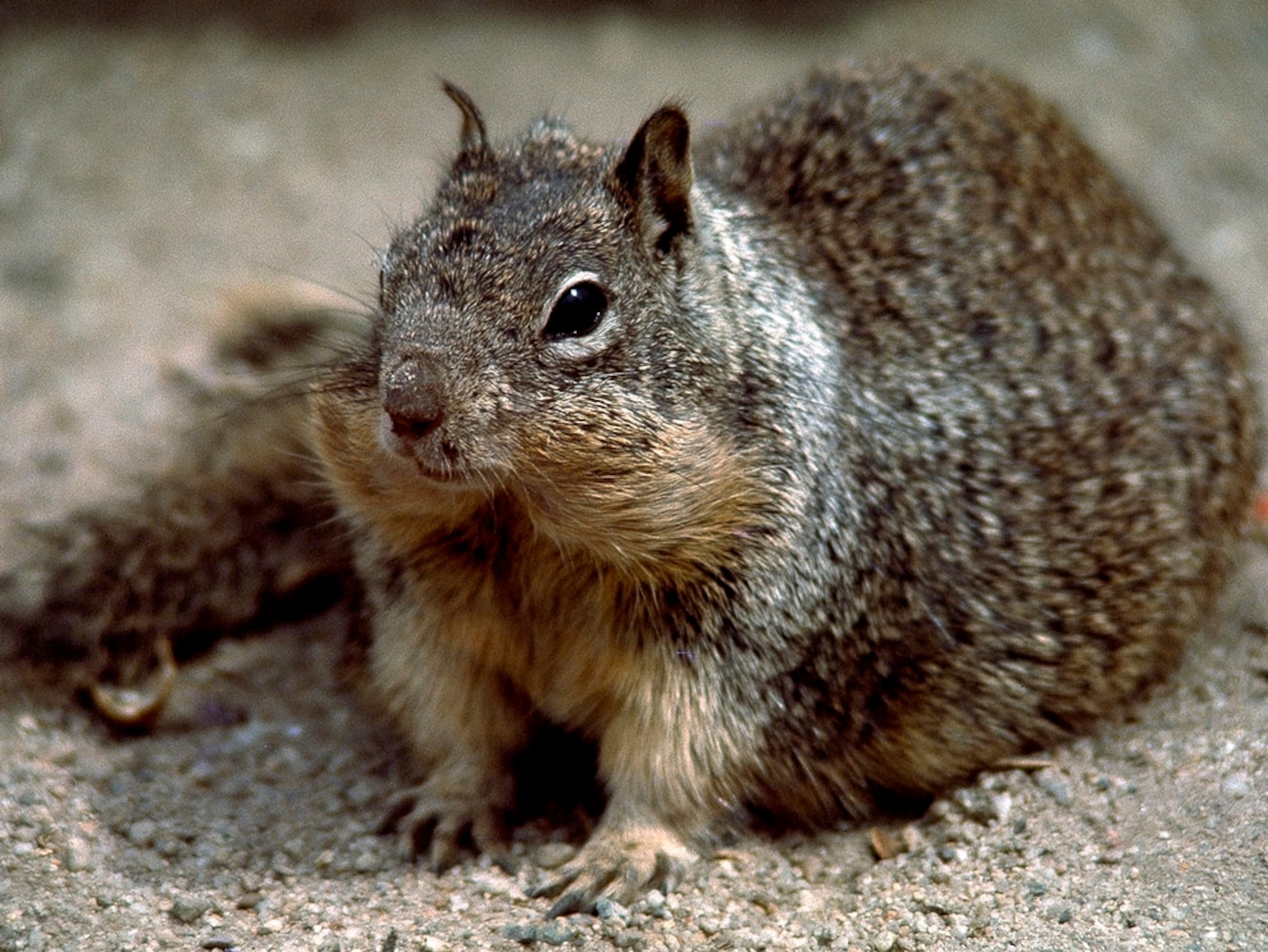 Squirrel Pictures - National Geographic