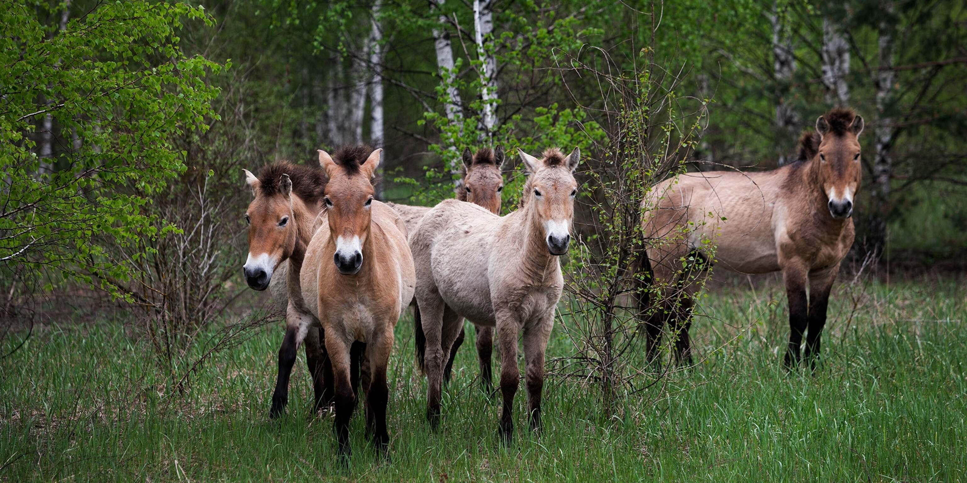 Chernobyl Mutations In Animals Animais De Chernobyl | TikTok
