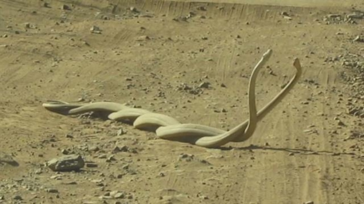 Watch Deadly Black Mamba Snakes Tie Each Other in Knots | National ...