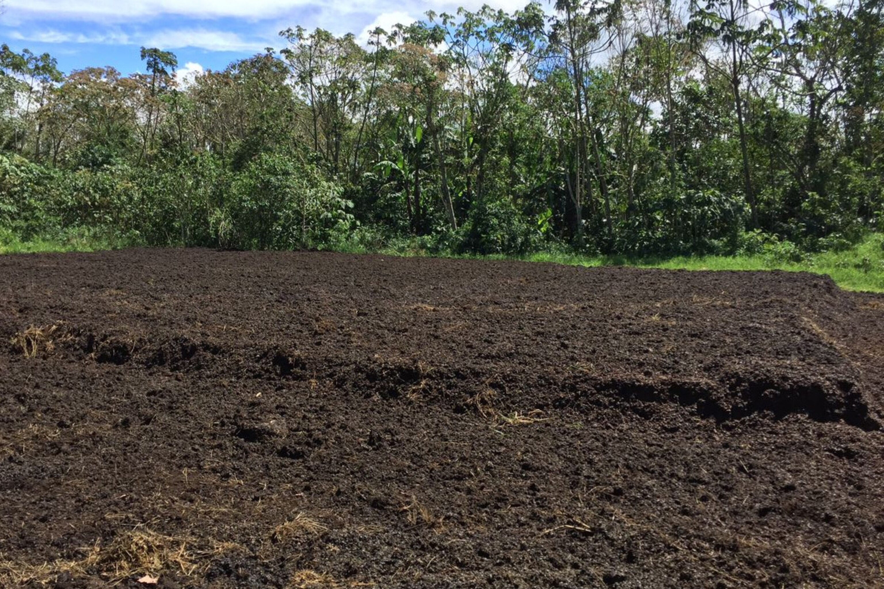 Coffee pulp helps Costa Rican forests grow back from deforestation