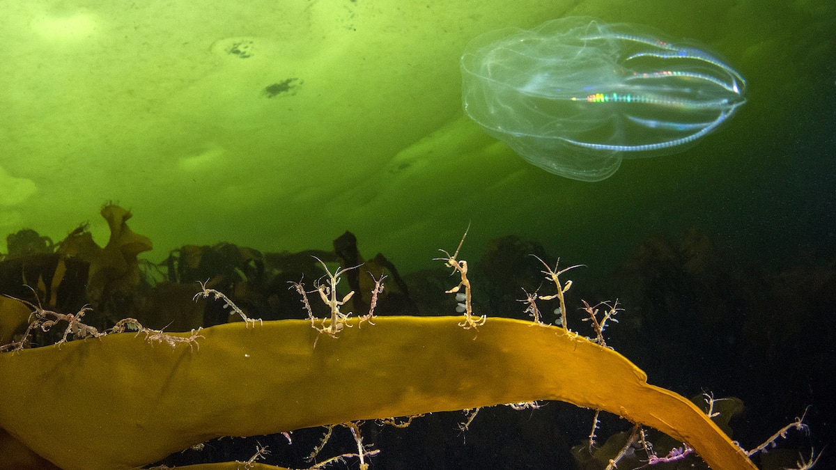 See the Amazing, Ethereal Creatures Living Under Arctic Ice | National ...