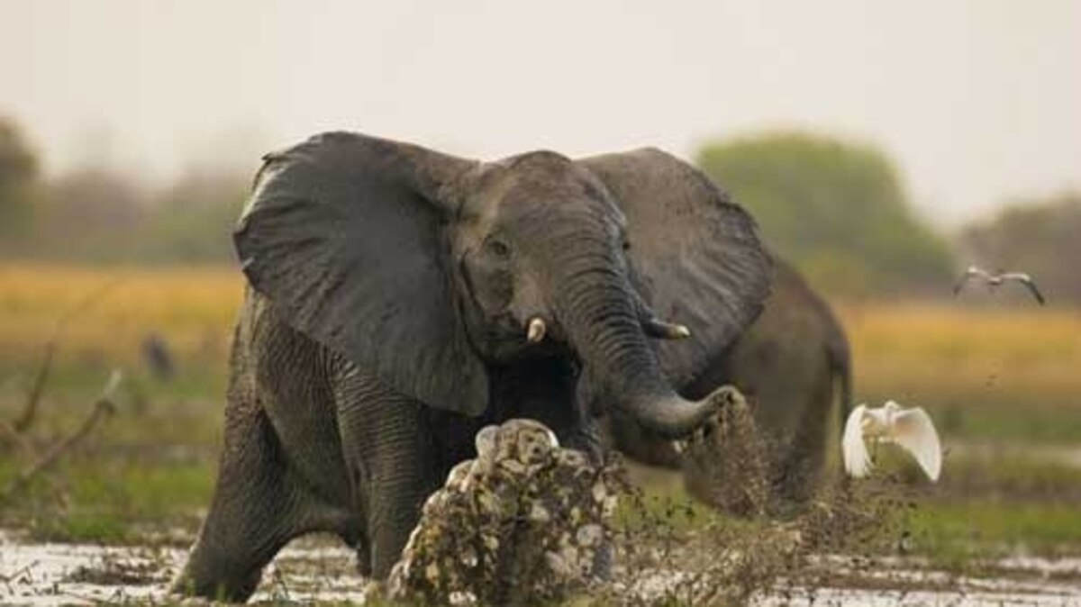 Missing: 2,000 Elephants