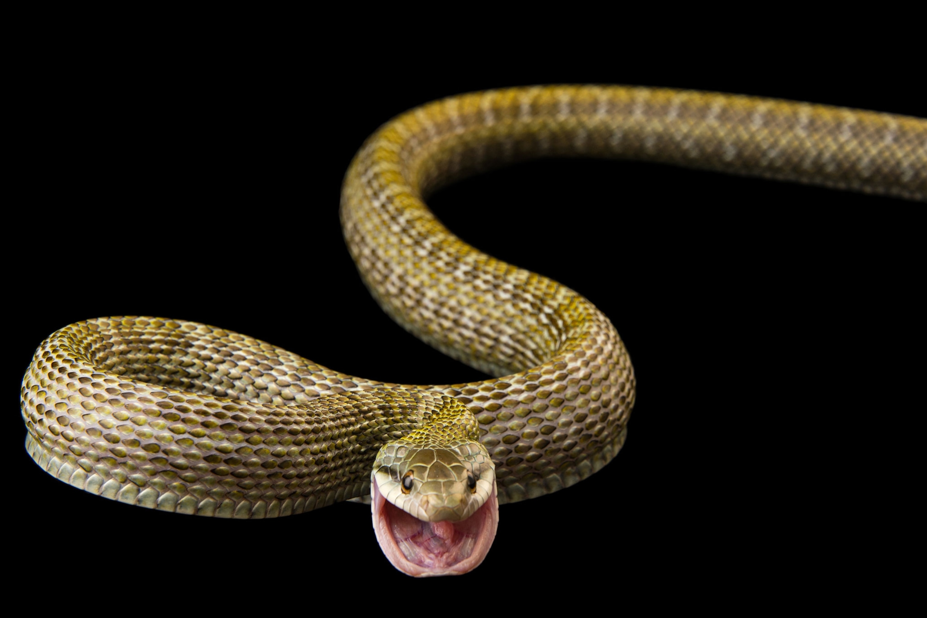 See 22 Spectacular Pictures of Snakes