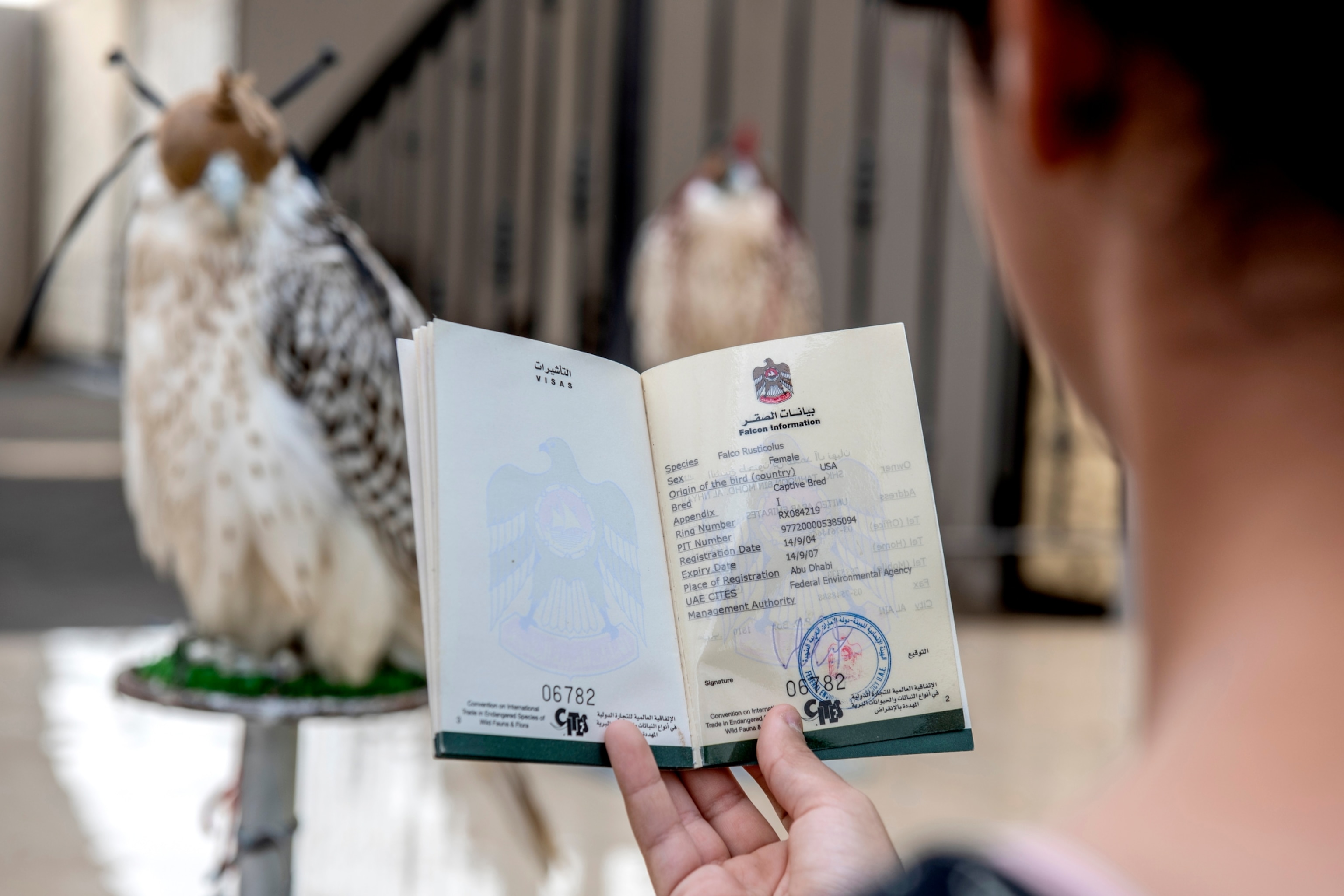 Where falconry is a storied sport, these women are writing a new chapter