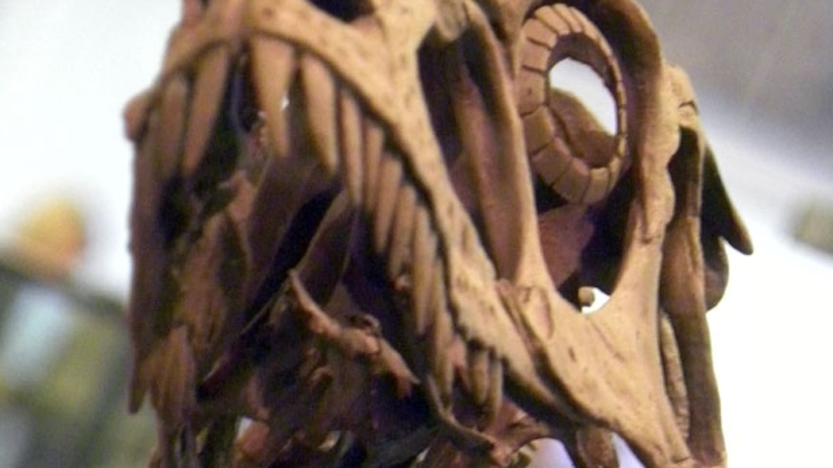 How we know Velociraptor hunted by night | National Geographic