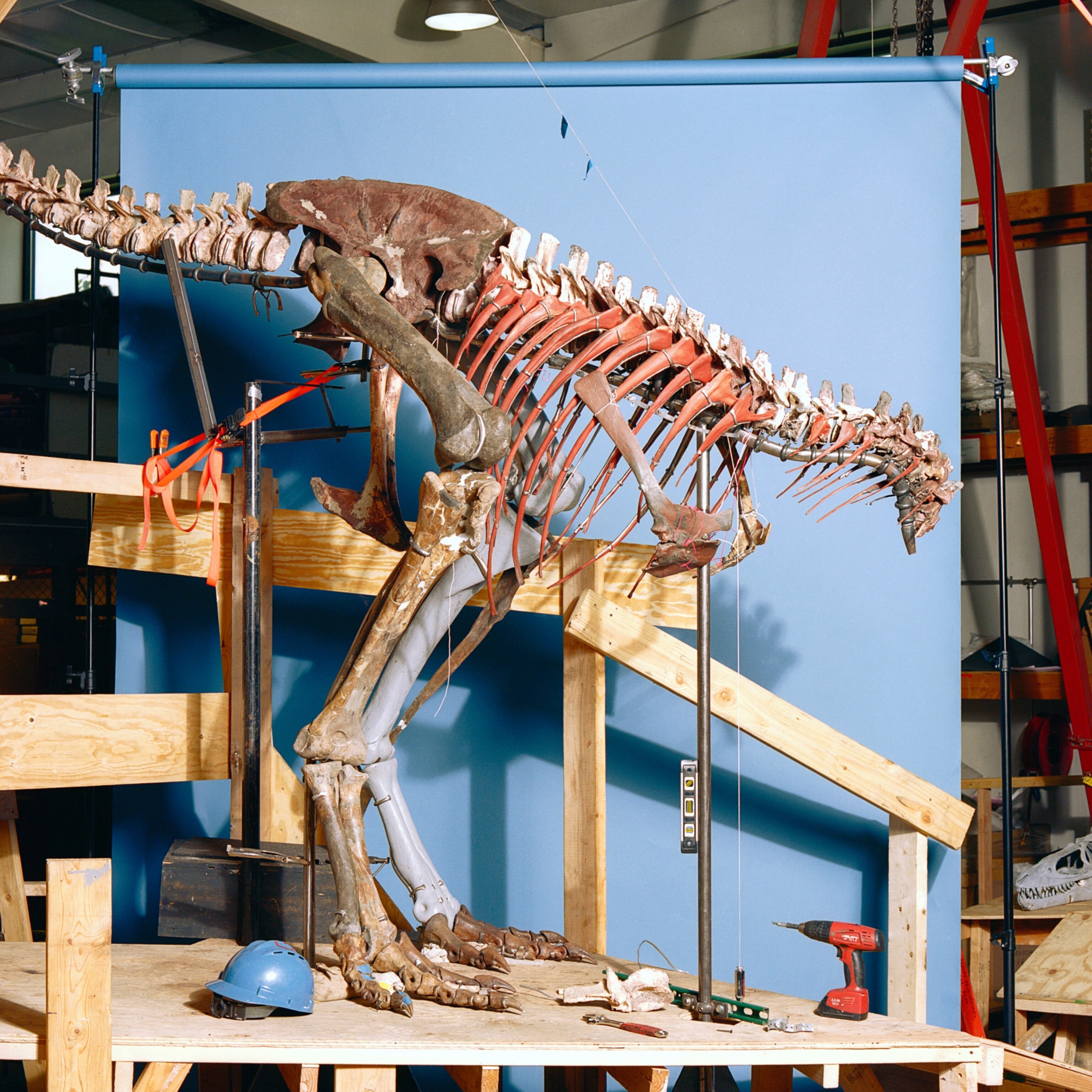 Go behind the scenes of dinosaur fossil restoration