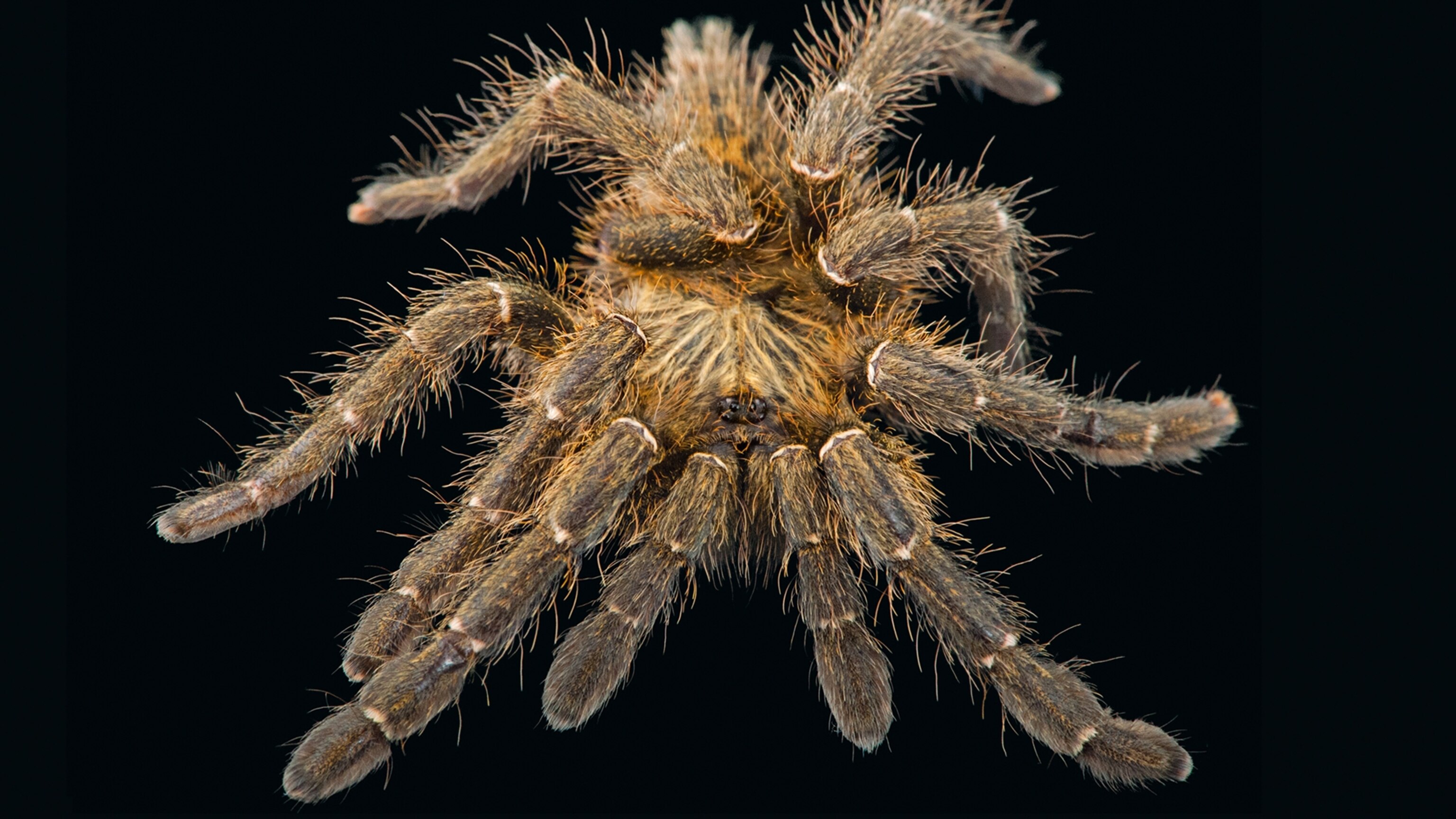 Mozambique's Gorongosa Park