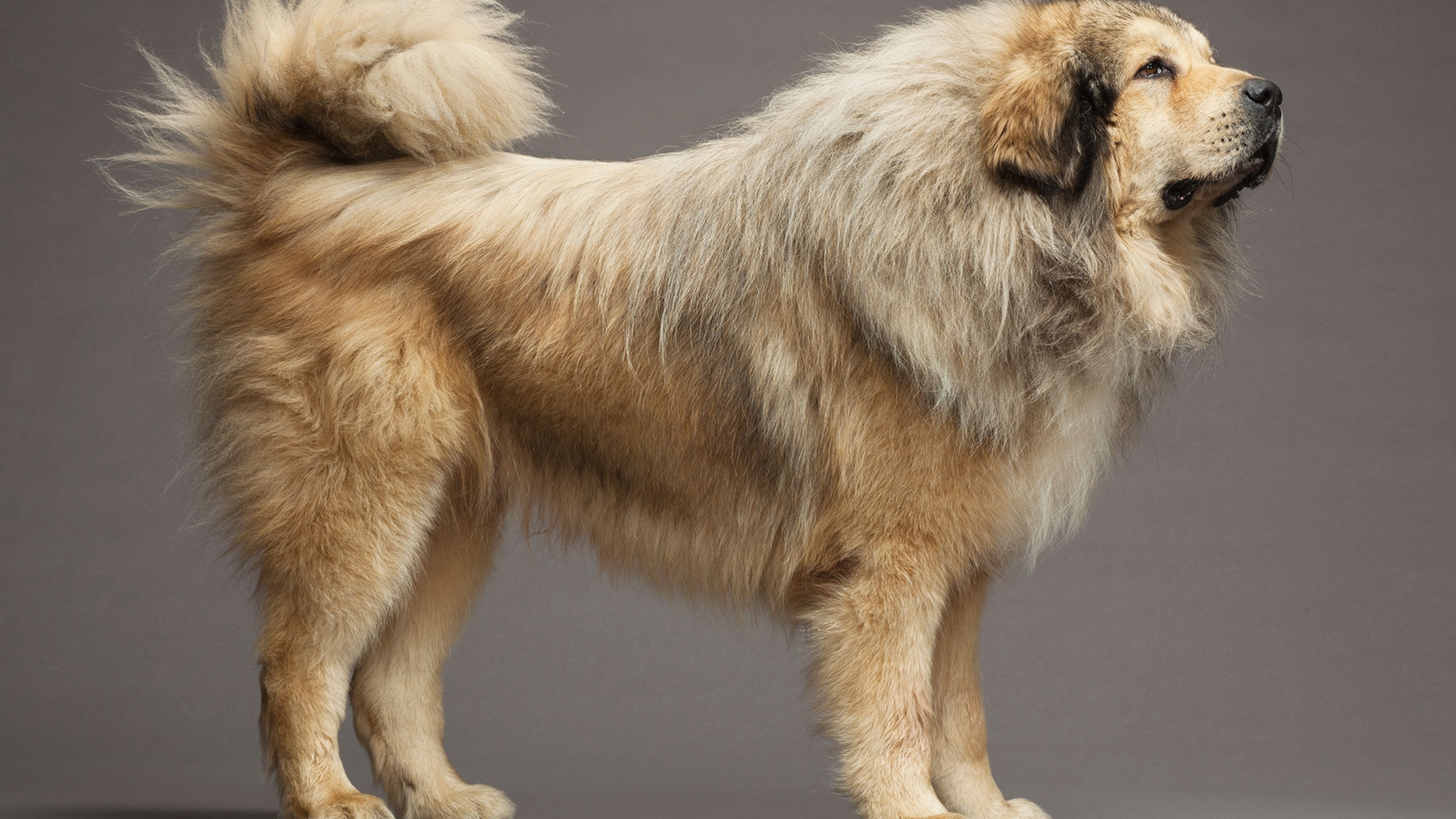 Blue Fire Tibetan Mastiff