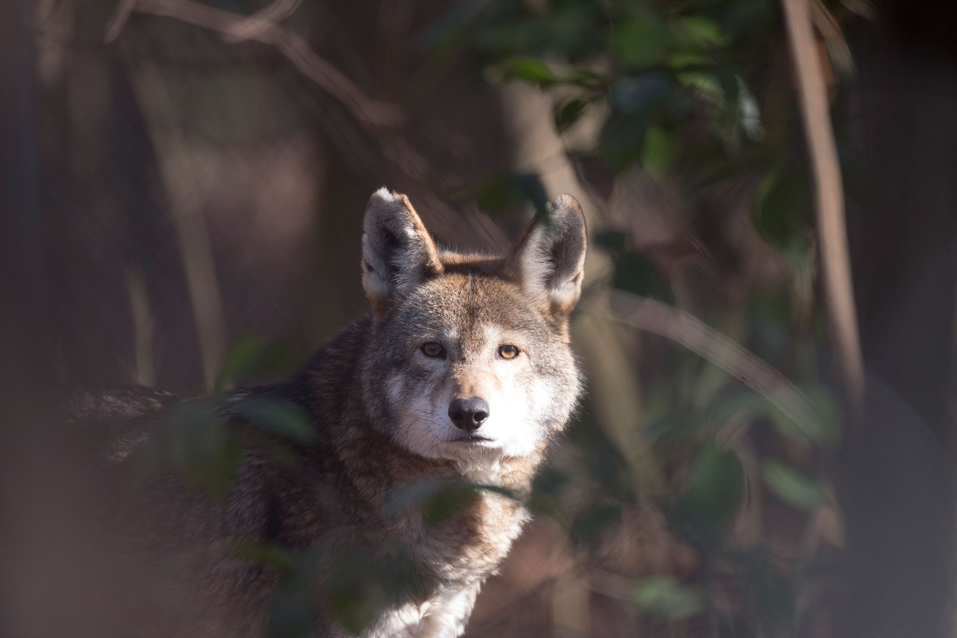 Red Wolves Threatened by New Plan to Allow Hunting