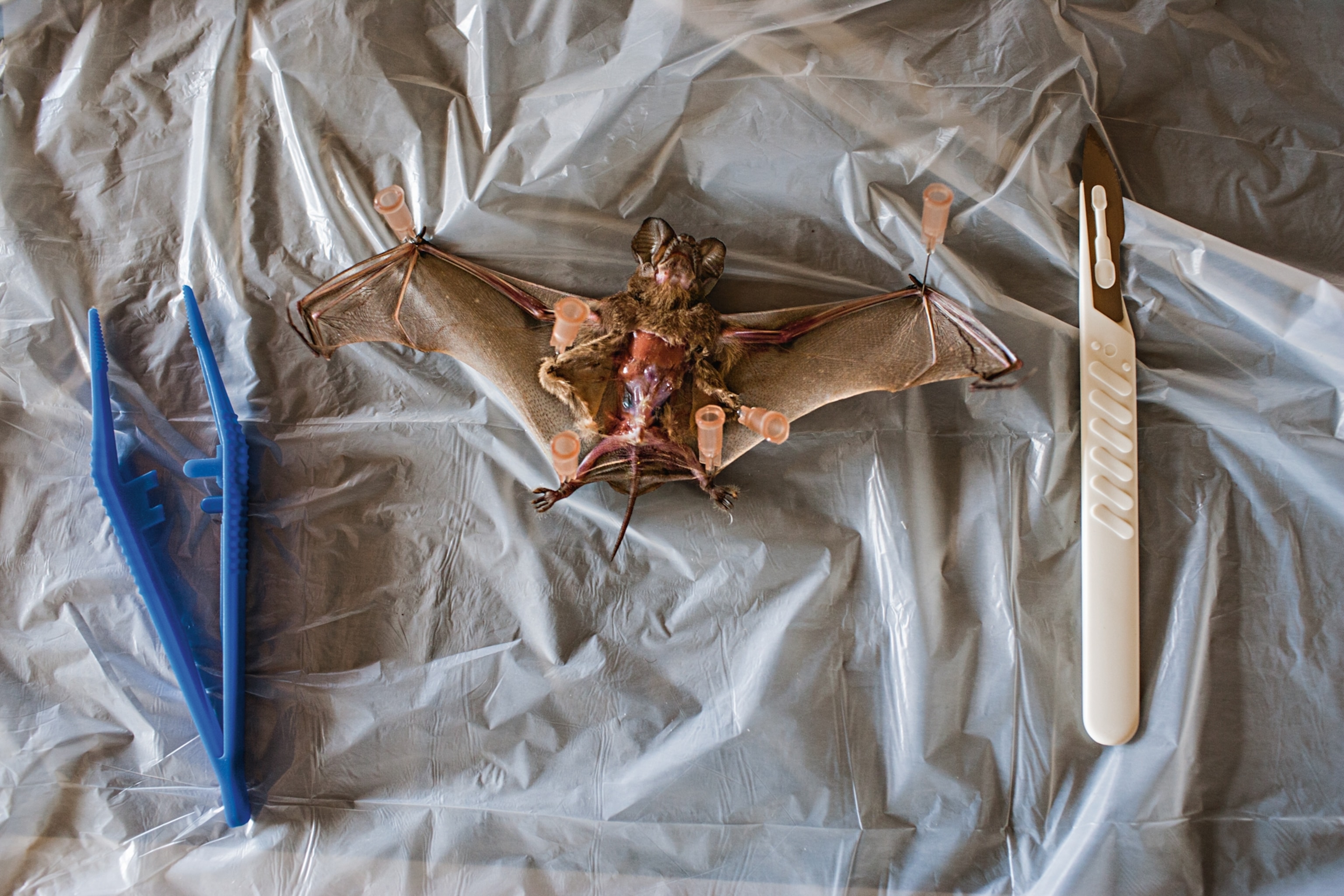 Seeking the Source of Ebola