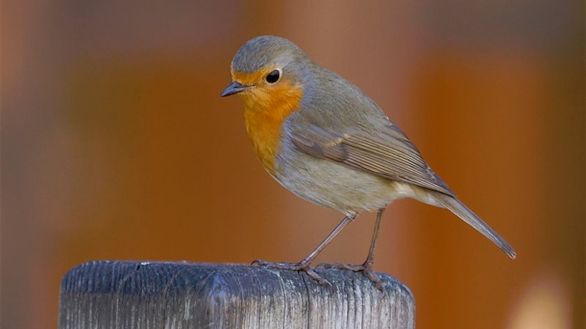Robins start with a magnetic compass in both eyes, and end up with just ...