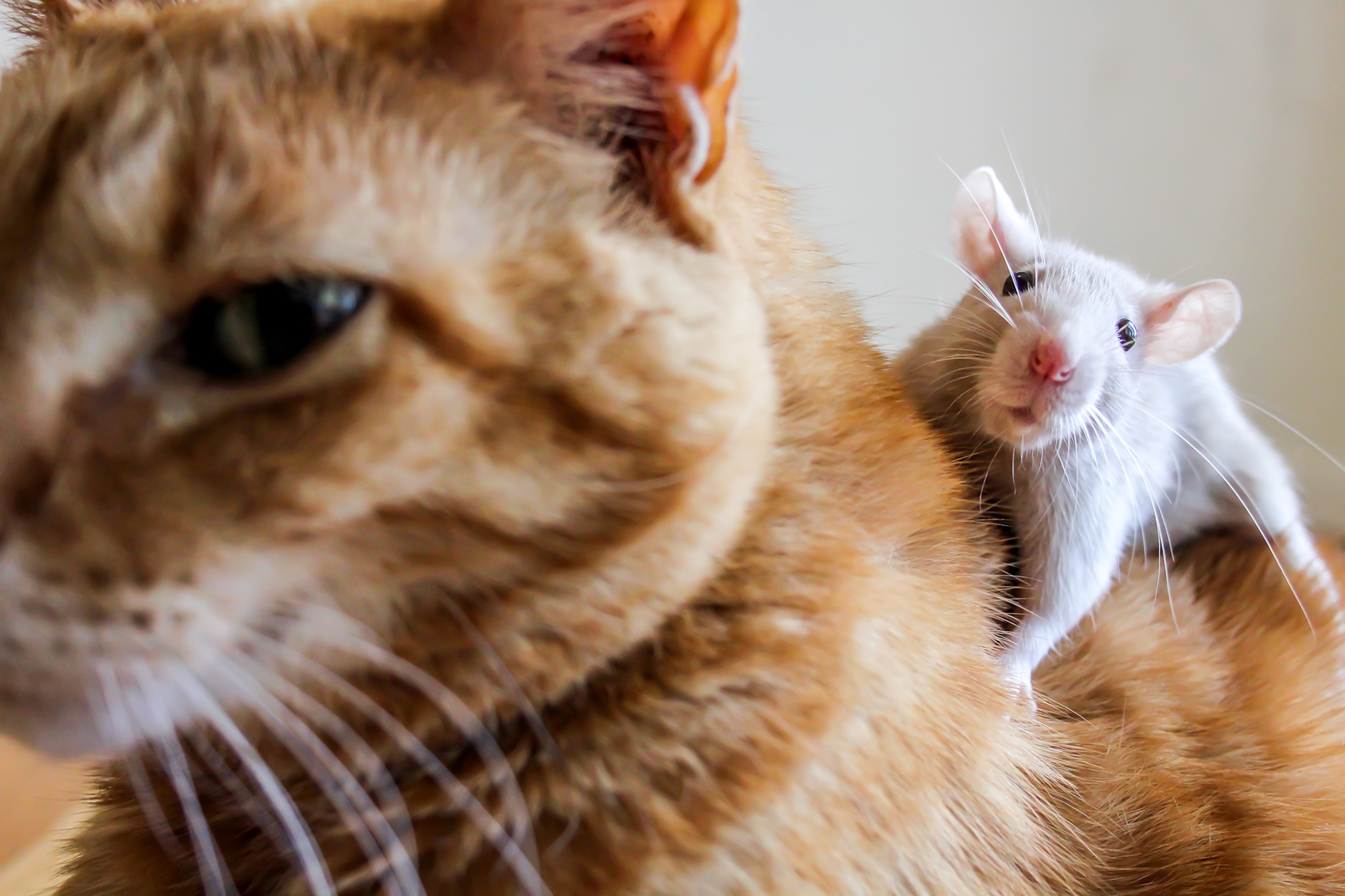 Cat Day Pictures: Your Shot's Favorite Felines