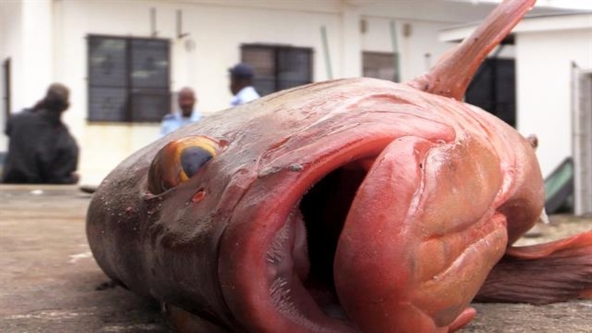 Drones Fight Pirate Fishing in Belize | National Geographic