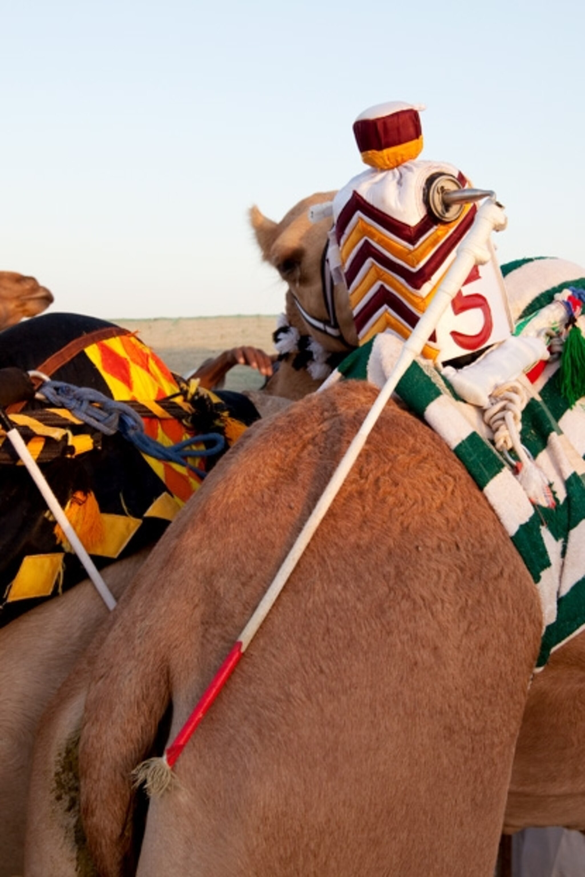 Camel Racing Robot