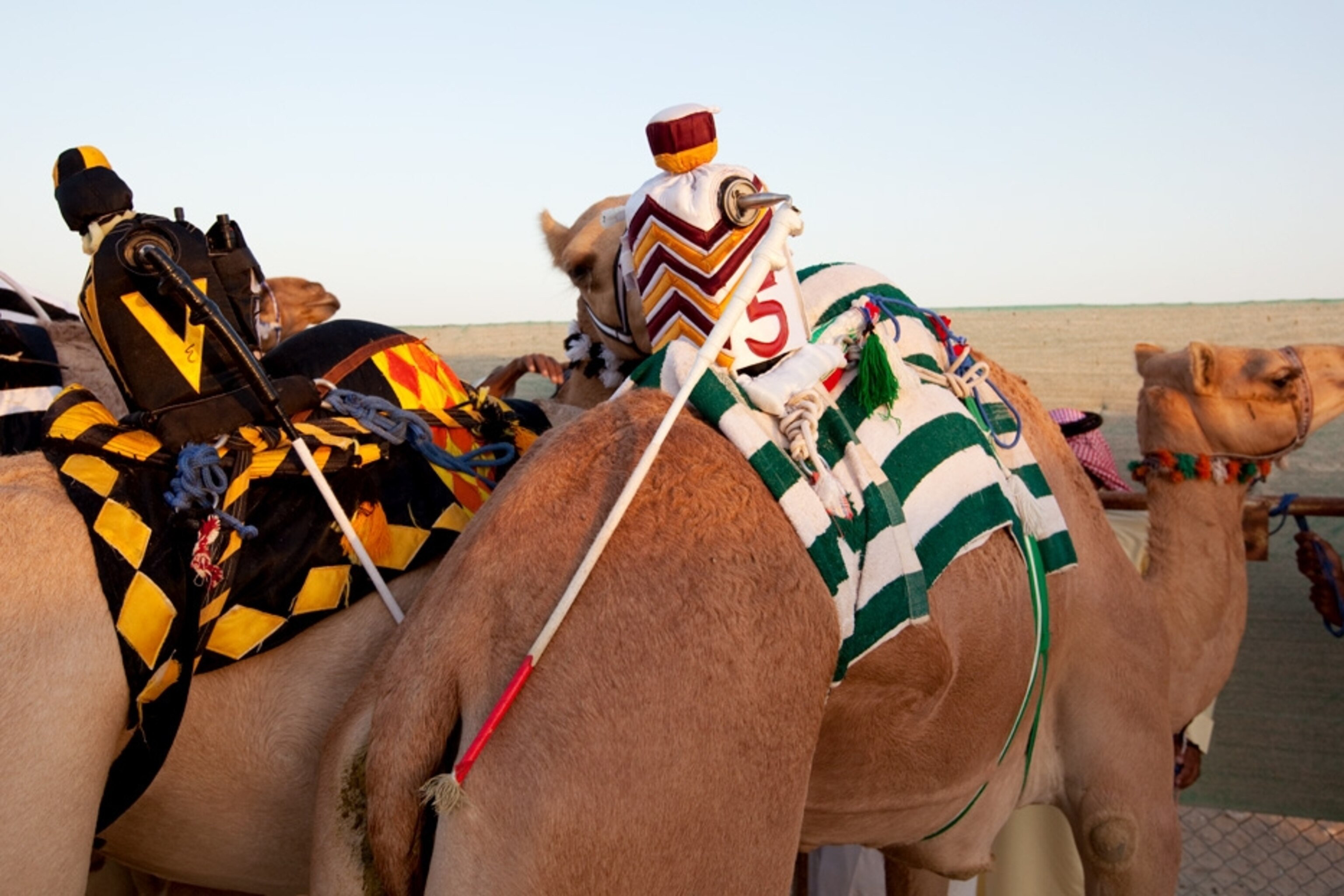 Camel Racing in Abu Dhabi Photos -- National Geographic