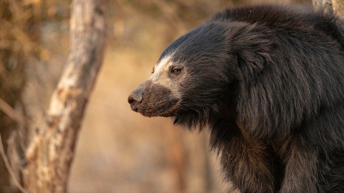 How to make peace with the world's deadliest bears | National Geographic