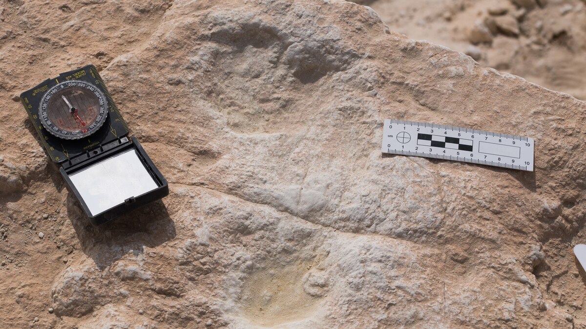 Oldest footprints in Saudi Arabia reveal intriguing step in early human ...
