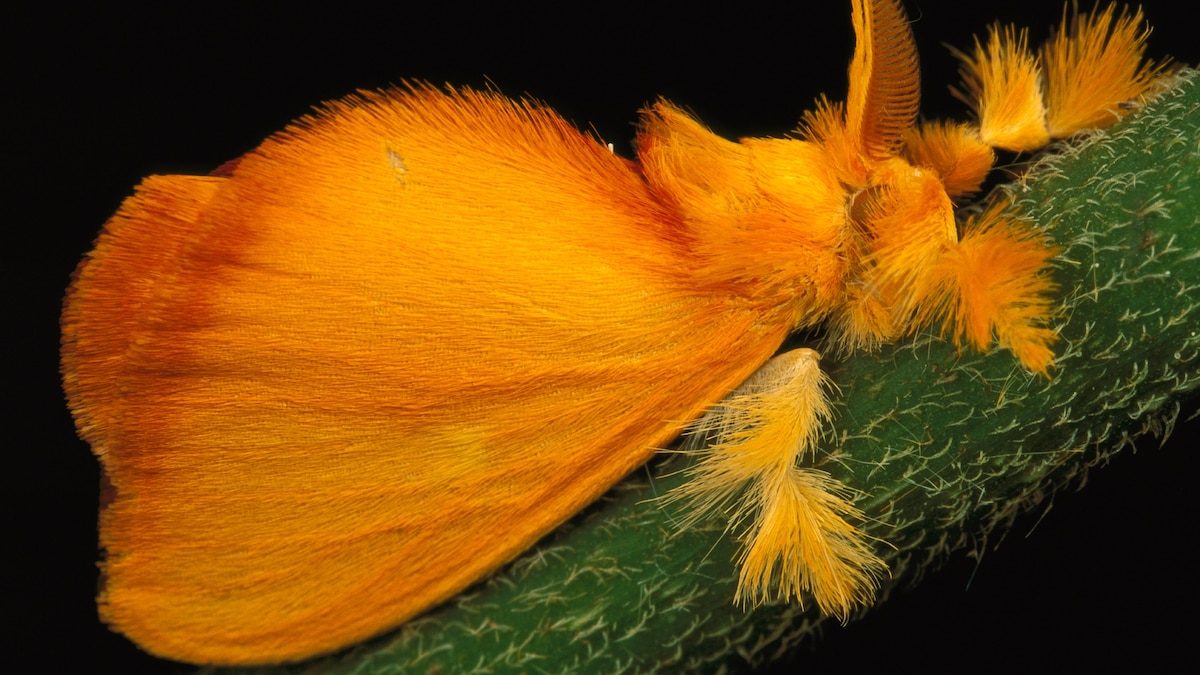 15 Pictures of Adaptable, Beautiful, and Misunderstood Moths | National ...
