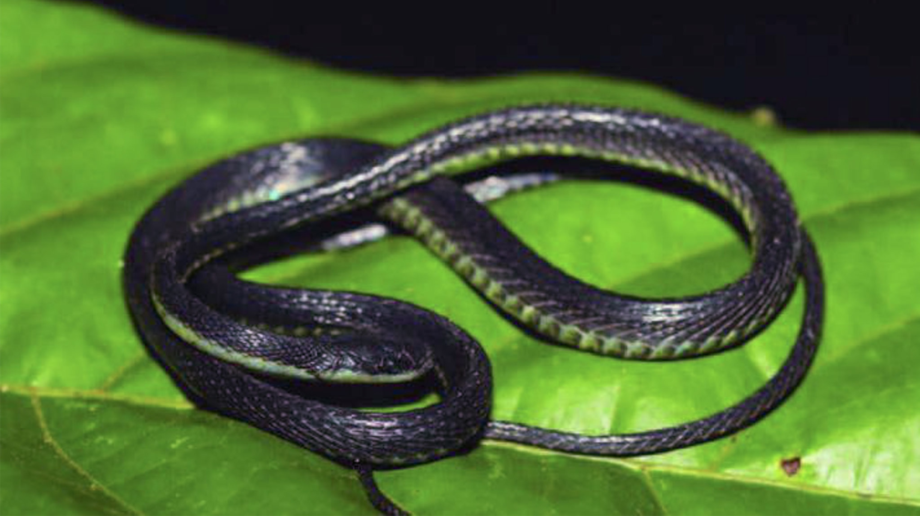 Extremely Rare Fishing Snakes Discovered | National Geographic