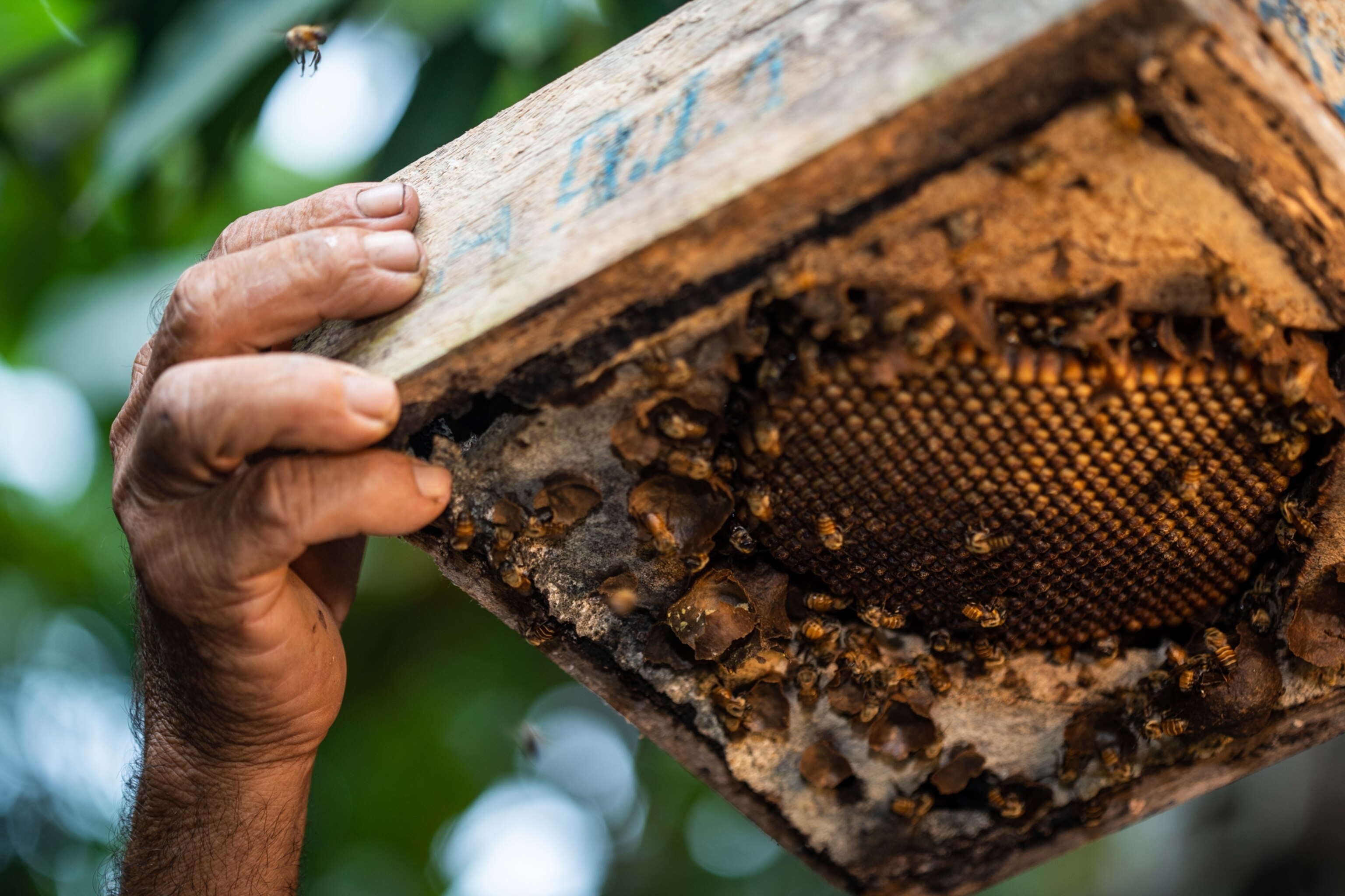These stingless bees make medicinal honey. Some call it a ‘miracle liquid.’