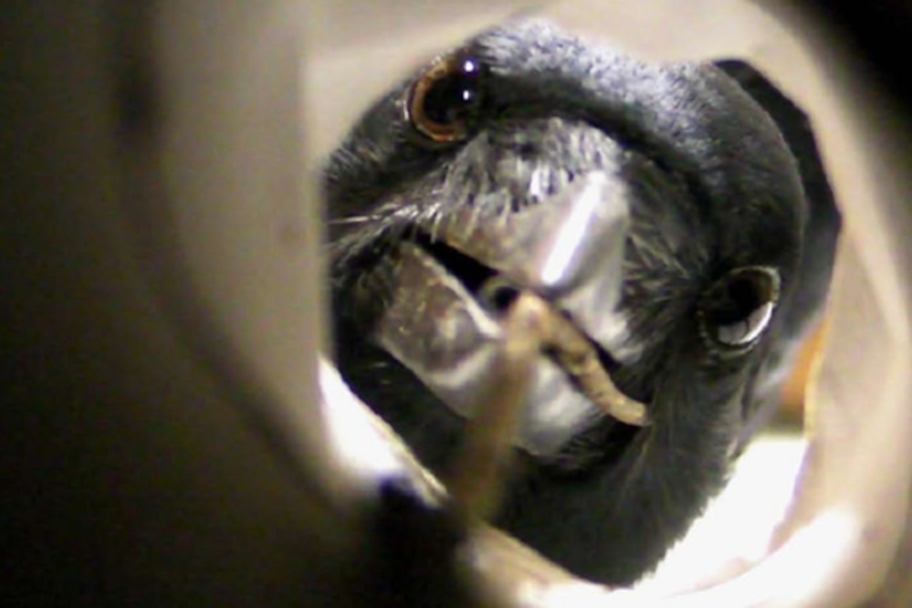 Smarter than the average crow, or just equipped with a face for fishing ...