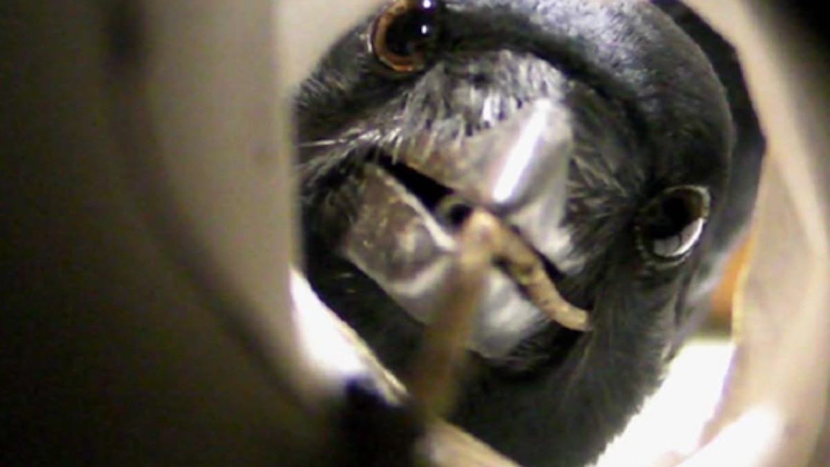 Smarter than the average crow, or just equipped with a face for fishing ...