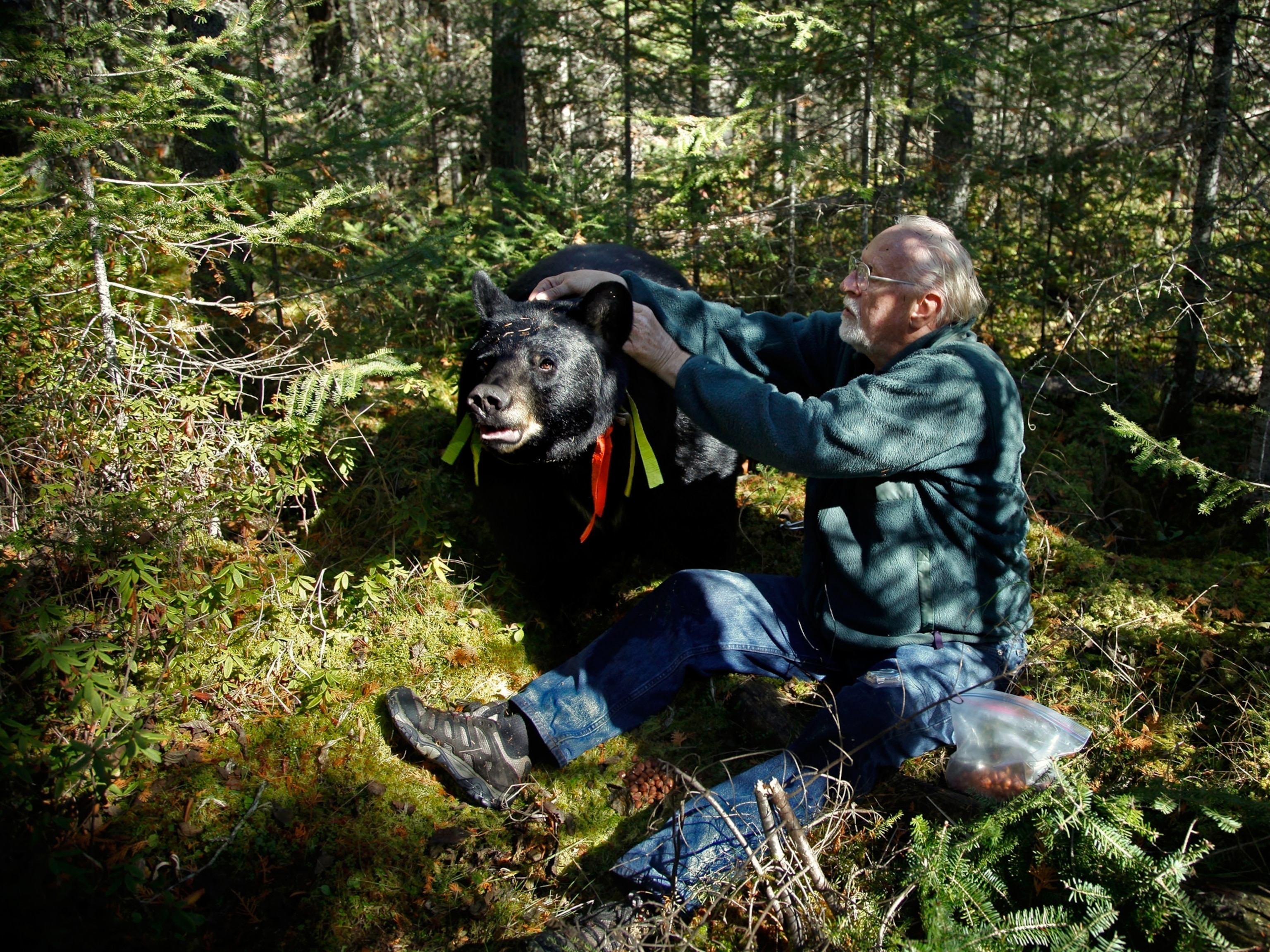 "Bear Man" Lynn Rogers on Recent Attacks: Don't Fear Bears | National ...