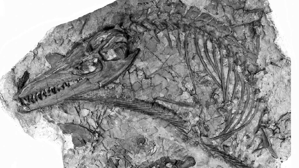 A Mosasaur’s Last Meal | National Geographic