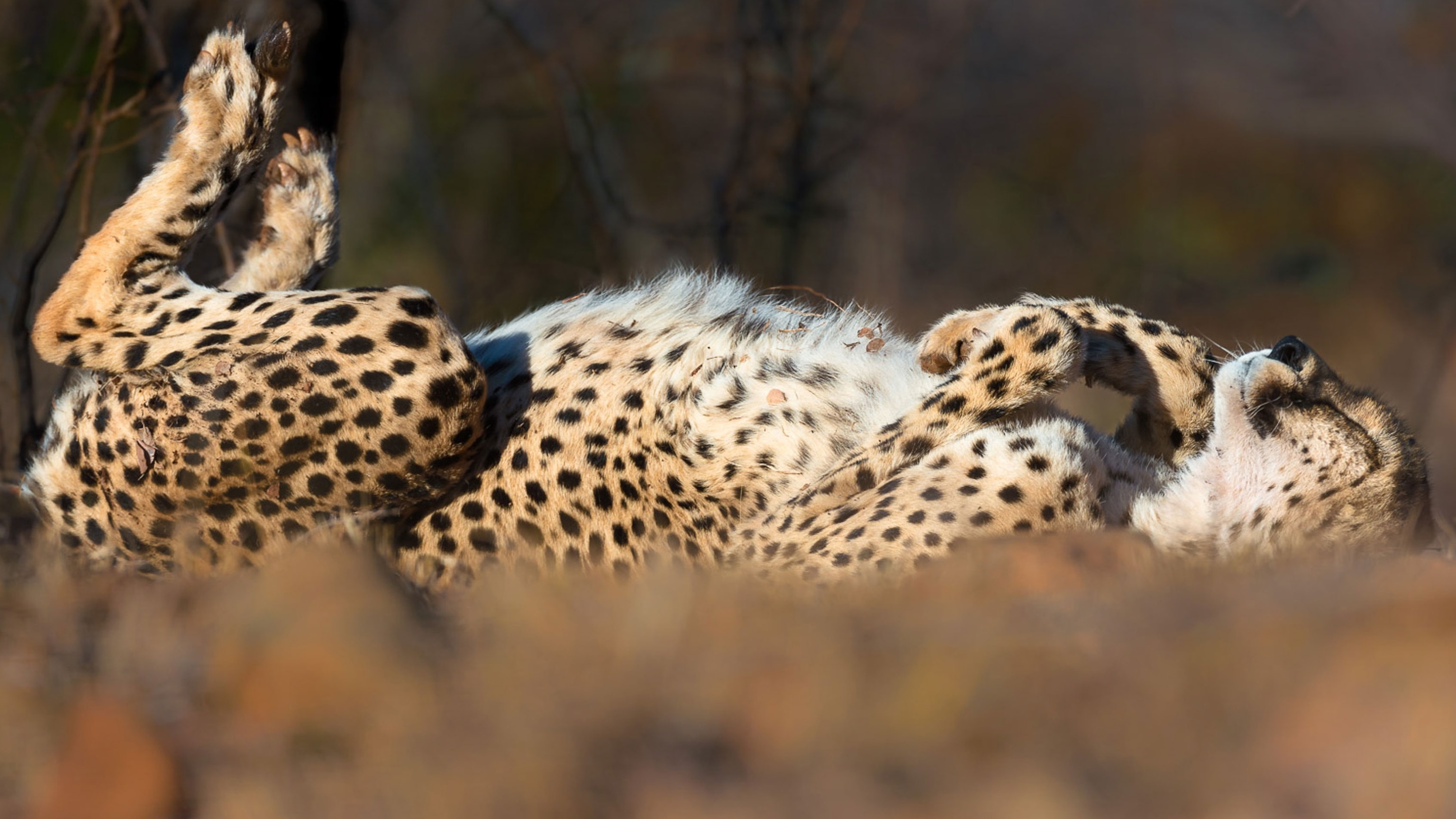 Delightful Pictures Show How Animals Enjoy Sunbathing