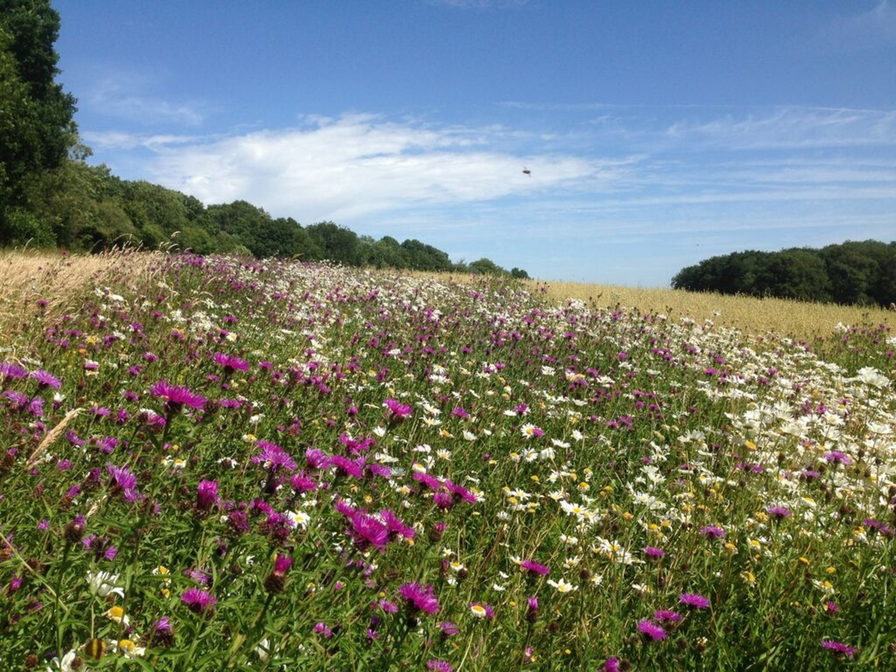 To Grow More Crops, Cultivate the Birds and Bees