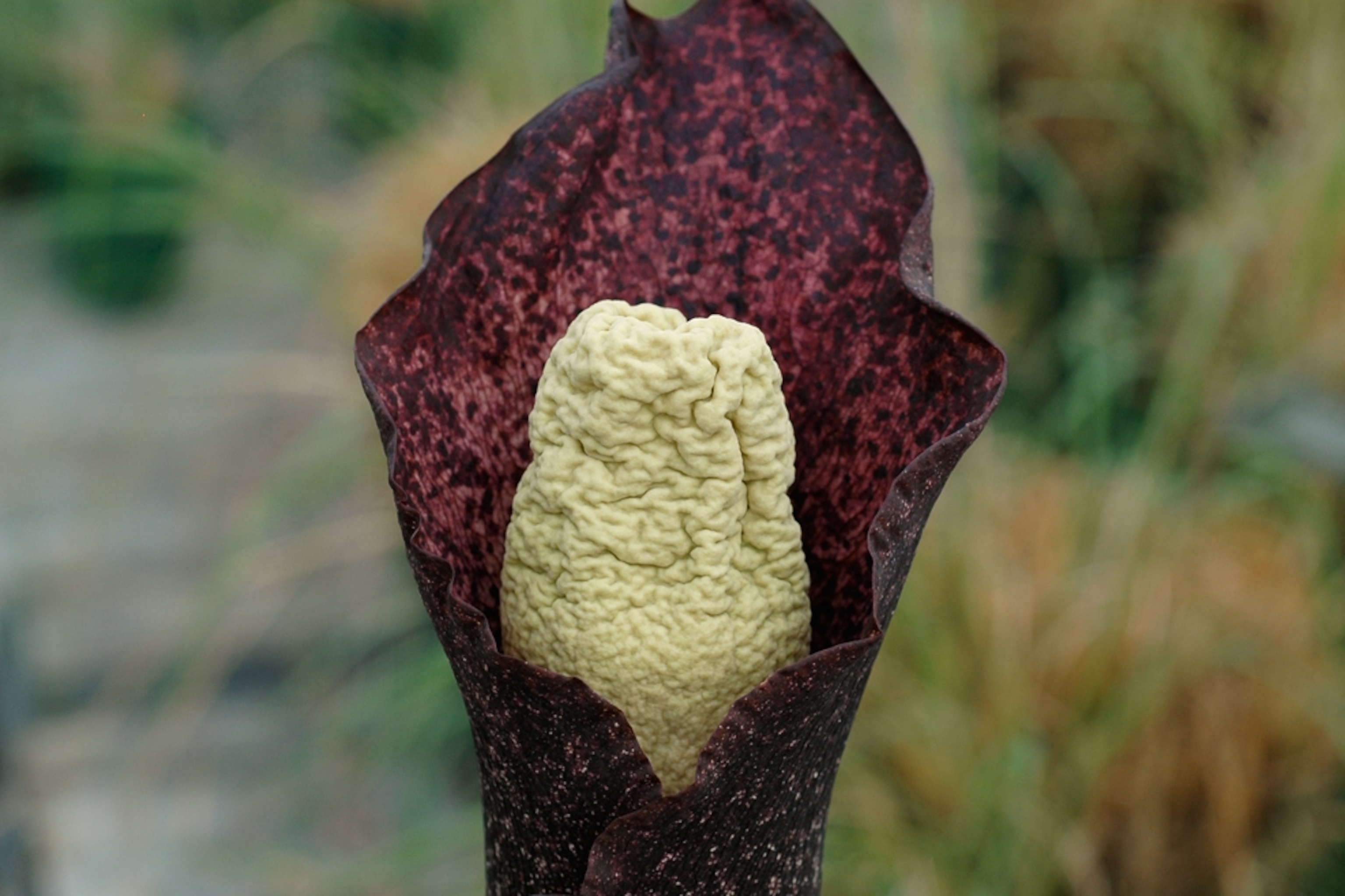 New "Porta Potty" Flower Discovered