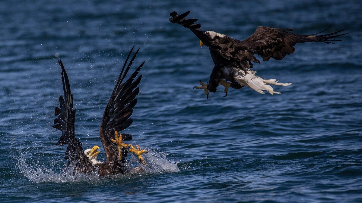 Wildlife photographer faces decision to rescue eagle in peril ...