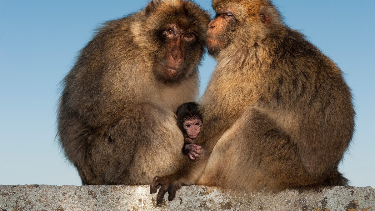 These 7 Obscure Animals May Get More Protection From Humans | National ...