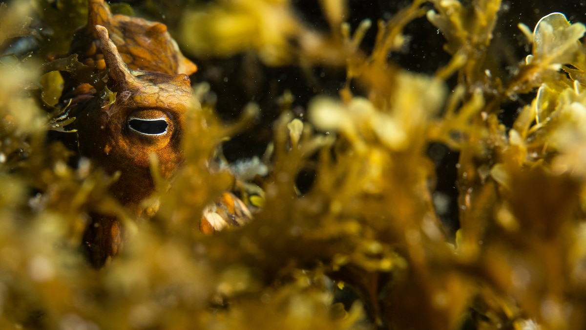 These are the weird and wonderful reasons octopuses change shape and ...