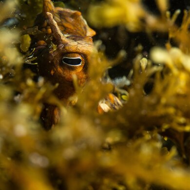 Jumbo Squid Flash Flail In First Ever Squidcam Video