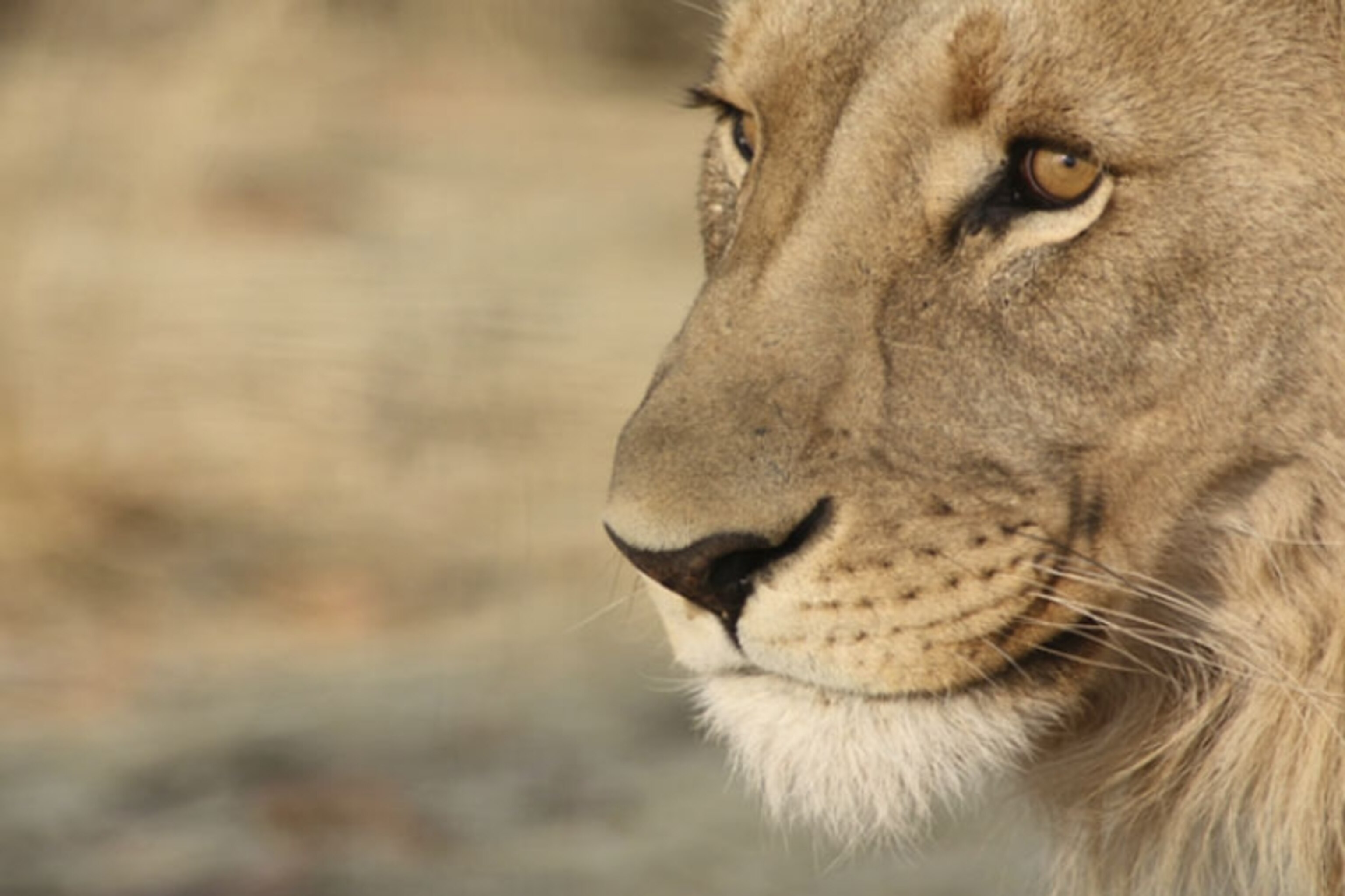 Lion-Trackers Get Sight Beyond Sight with Laser-Plane