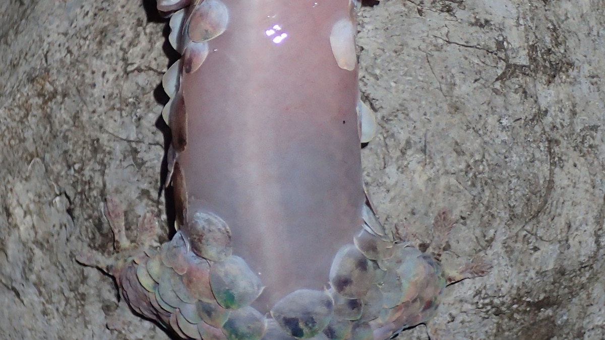 New Gecko Sheds Skin on Demand, Looks Like Raw Chicken | National ...