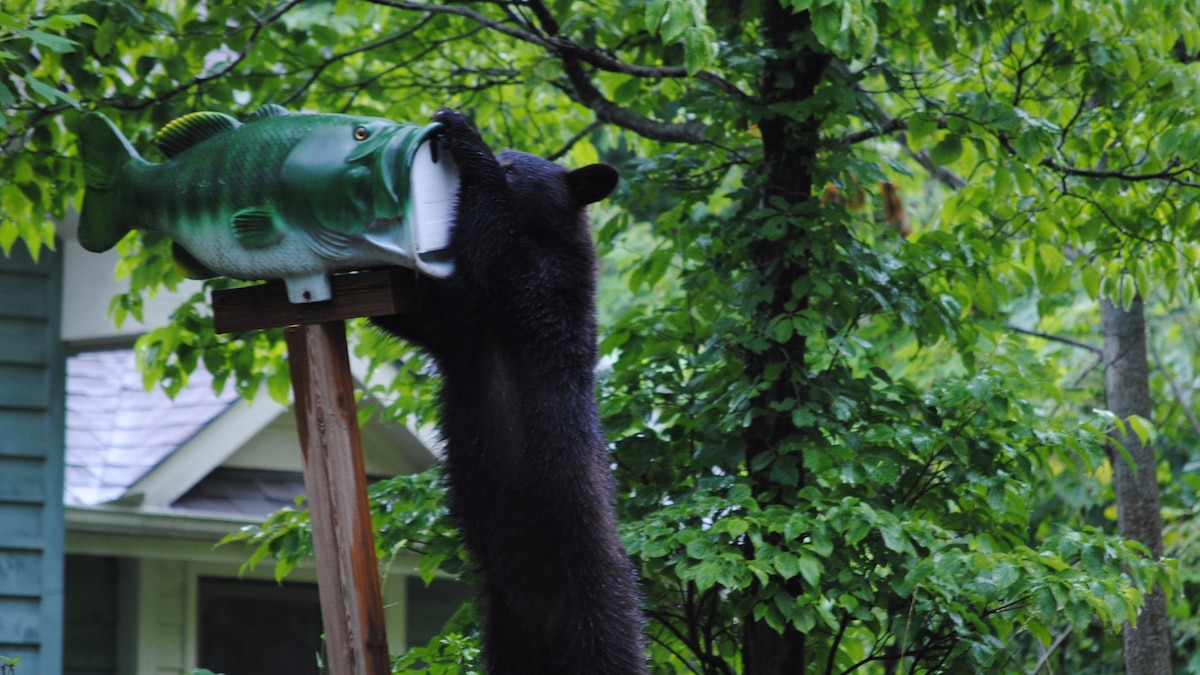 Where Are America’s Best Bears? You Tell Us. | National Geographic