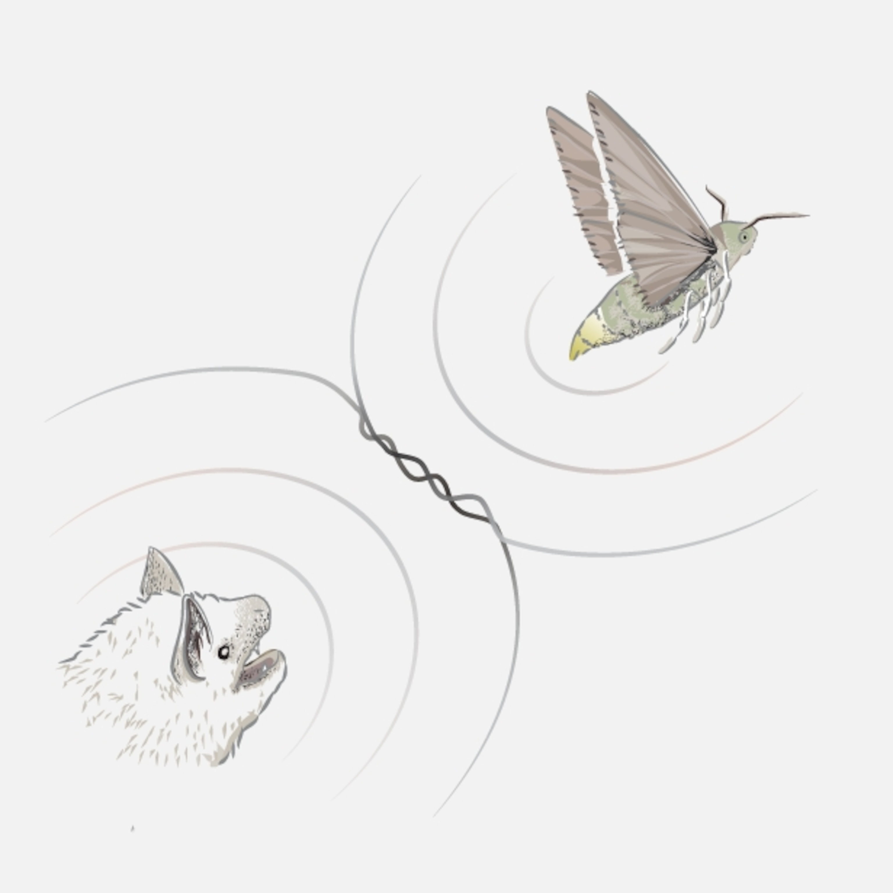 Clever Luna Moths Use Decoys to Fool Bats