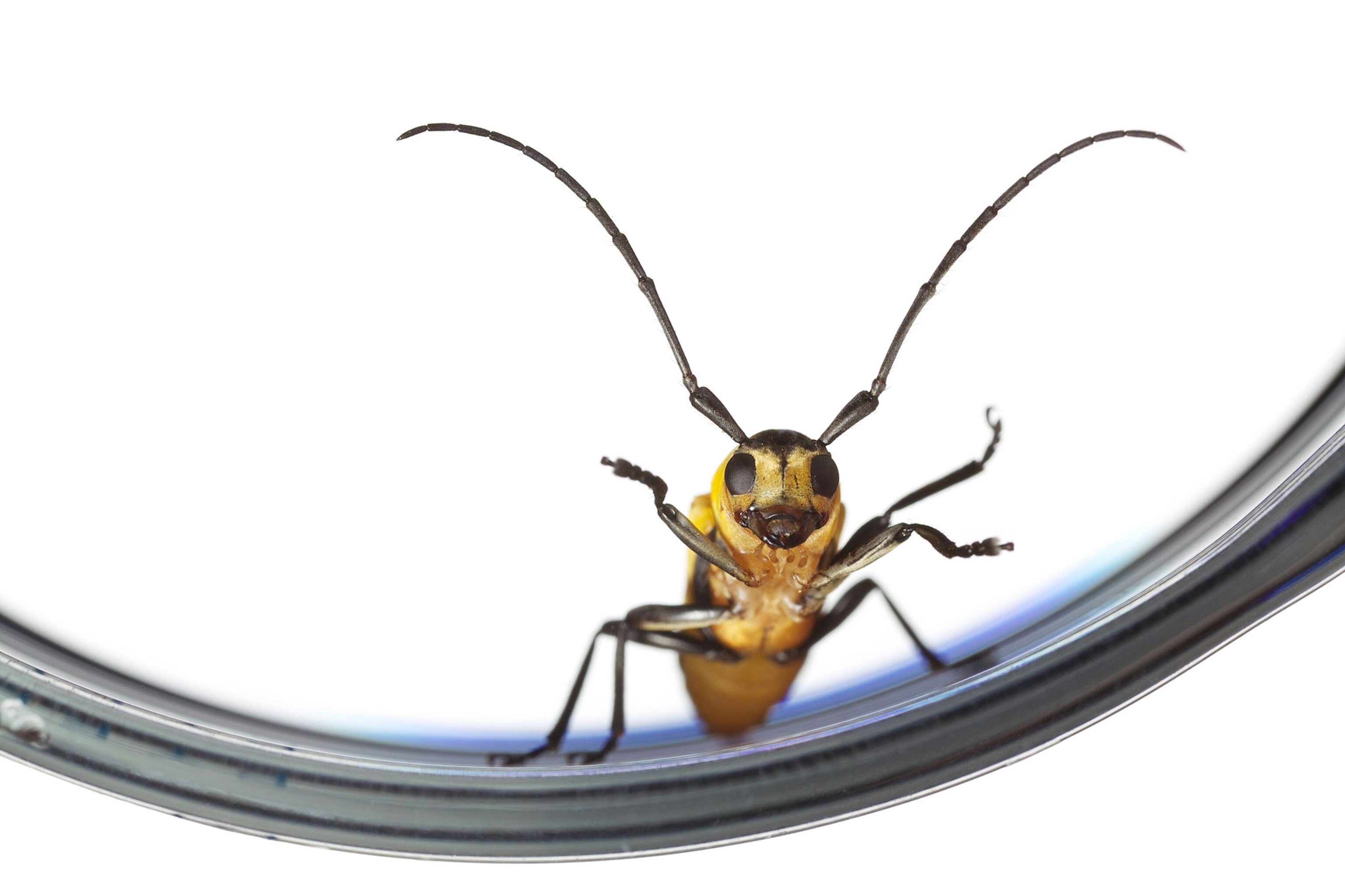 How chipmunks and other animals stuff their cheeks so full