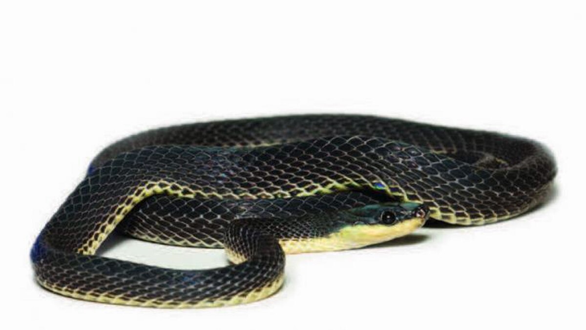 Extremely Rare Fishing Snakes Discovered | National Geographic