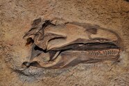 Fossil Of Young Long necked Dinosaur Found and Nicknamed Andrew