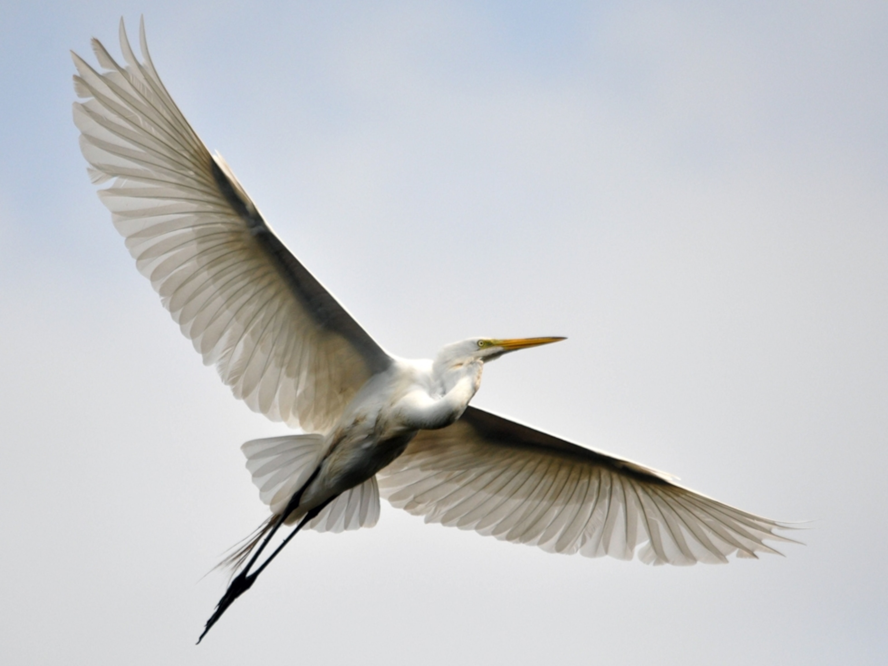 Freshwater Birds Pictures -- National Geographic