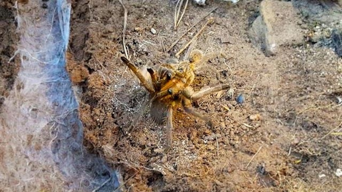 Watch Tarantulas Mate in Rare Video | National Geographic