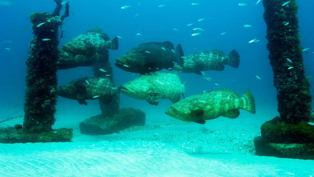 David and the Little Goliath Grouper | National Geographic