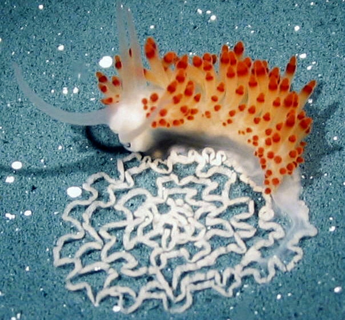 Photos: Fiery Sea Slug Discovered, Lays Lacy Egg Case