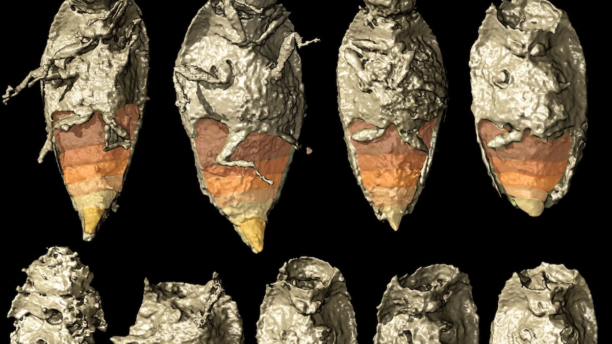 A new beetle species found in Triassic feces, and more breakthroughs ...