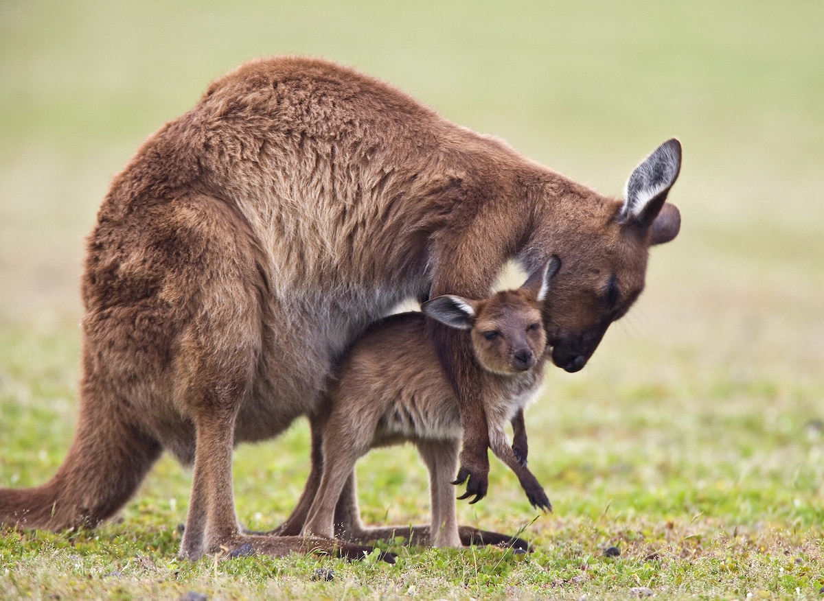 South Australia's Adventures of a Lifetime: Get Away to Kangaroo Island ...