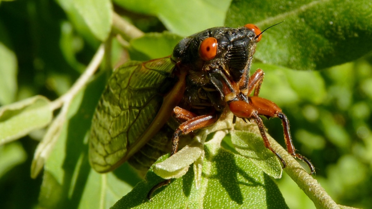 One Species Becomes Two, Inside an Insect | National Geographic
